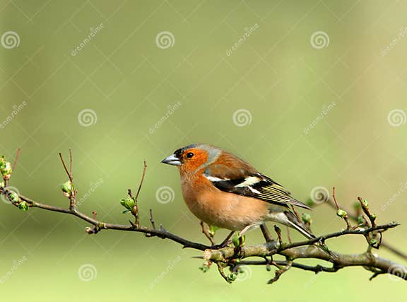 Male Chaffinch stock image. Image of card, buds, chaffinch - 457949