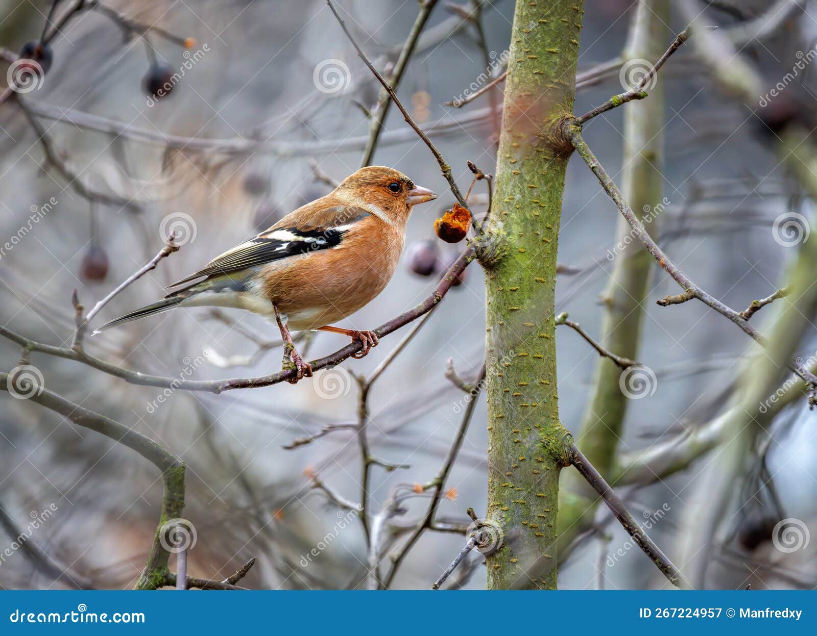 Male Chaffinch Bird Sitting on an Apple Tree Stock Image - Image of ...