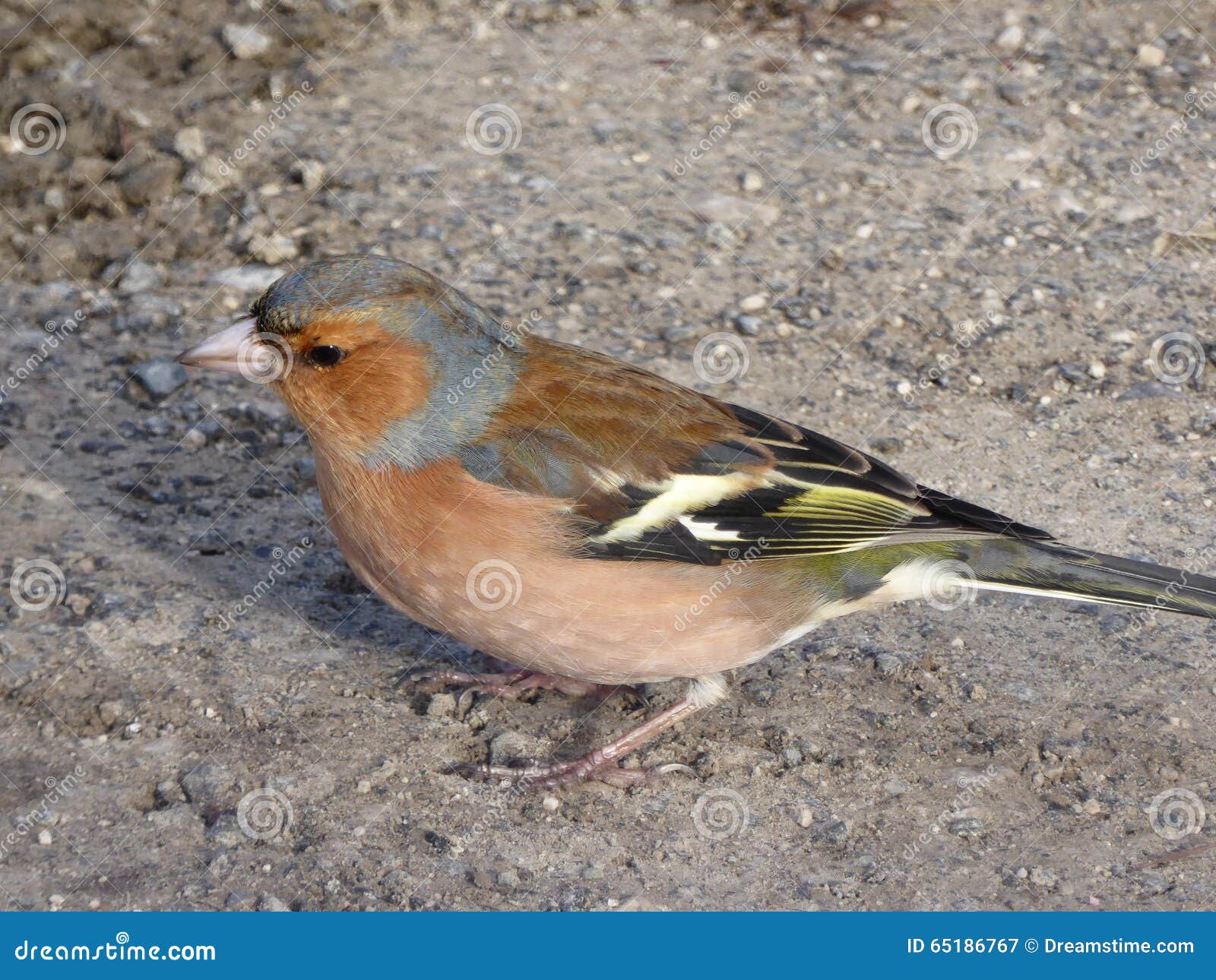 Male Chaffinch stock image. Image of feather, standing - 65186767