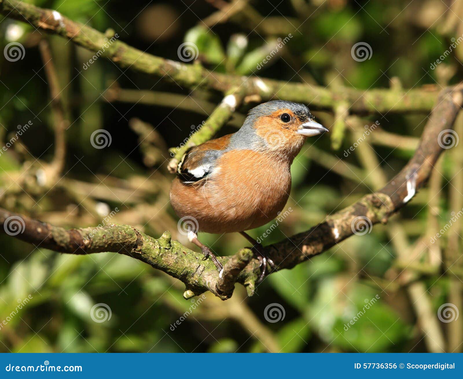 Male Chaffinch stock photo. Image of perching, bird, close - 57736356