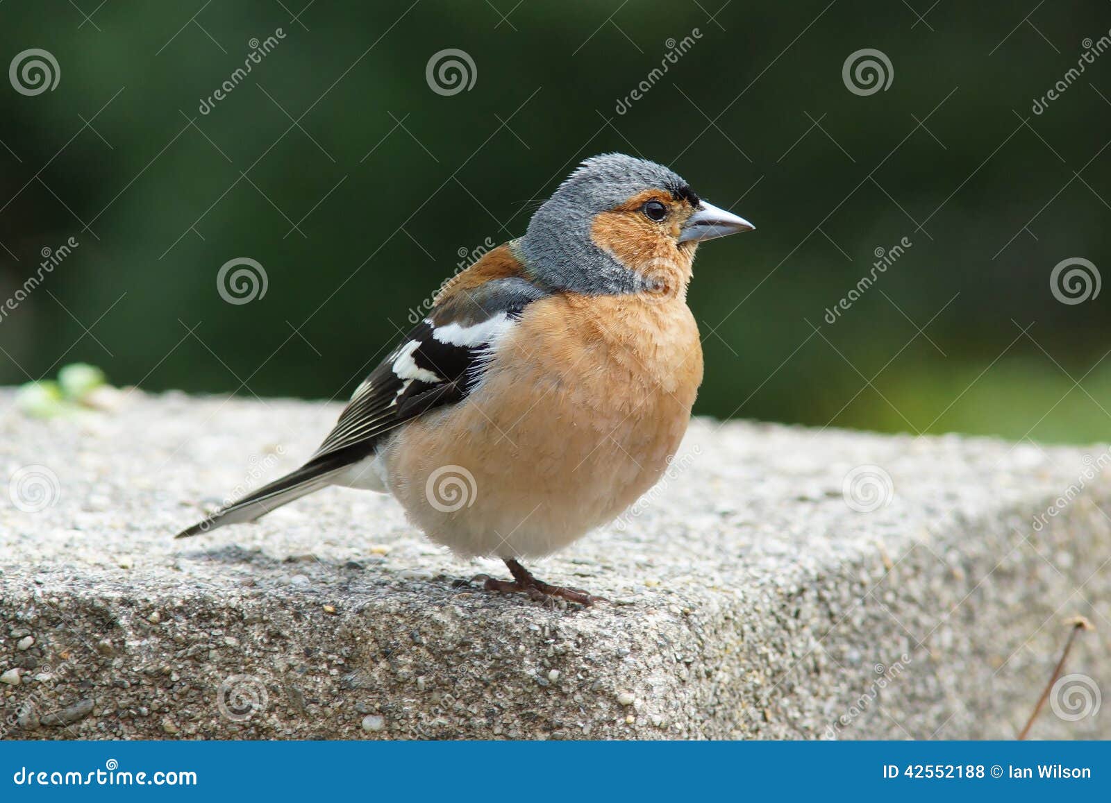 Male chaffinch on a wall stock photo. Image of garden - 42552188