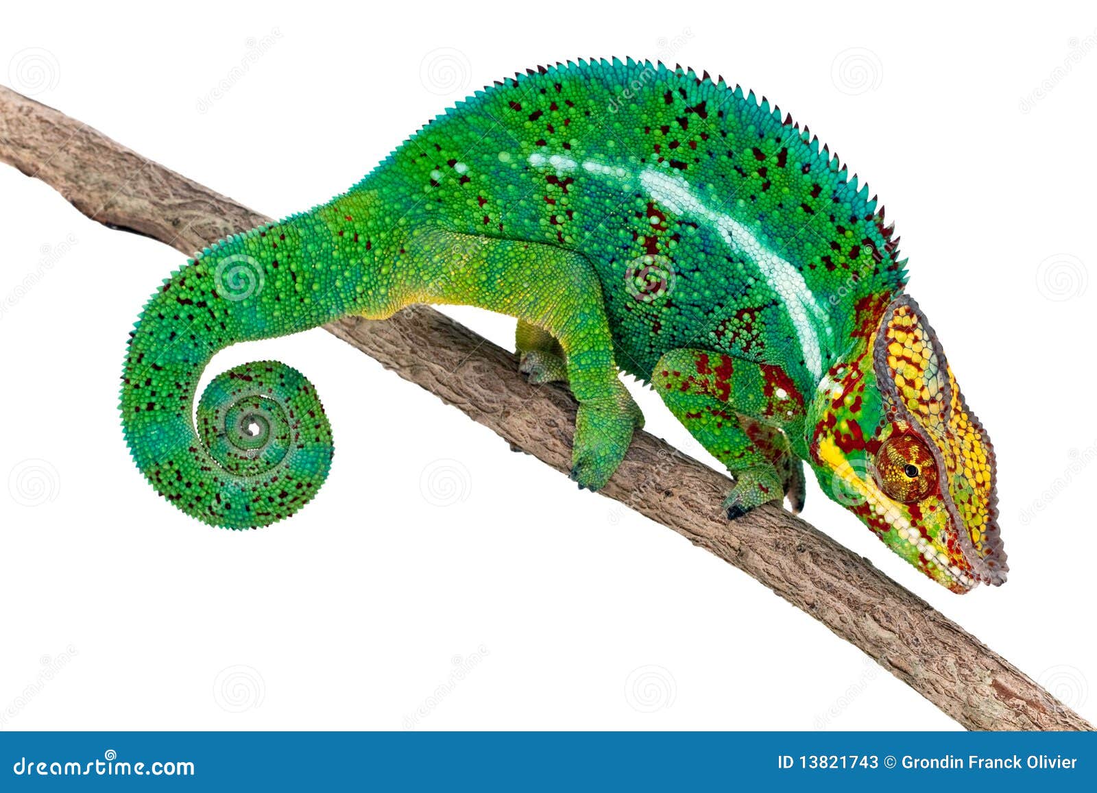 Male Chameleon on Tree Branch Stock Image - Image of colorful, yellow ...