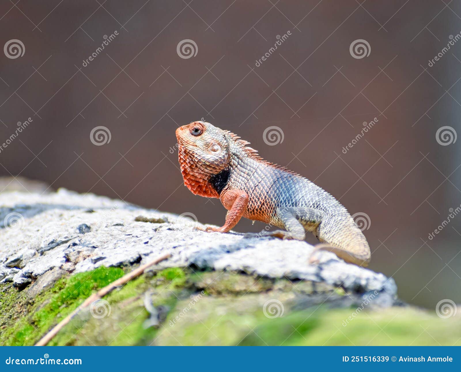 Male Chameleon Walk on the Compound Wall Stock Image - Image of wall ...