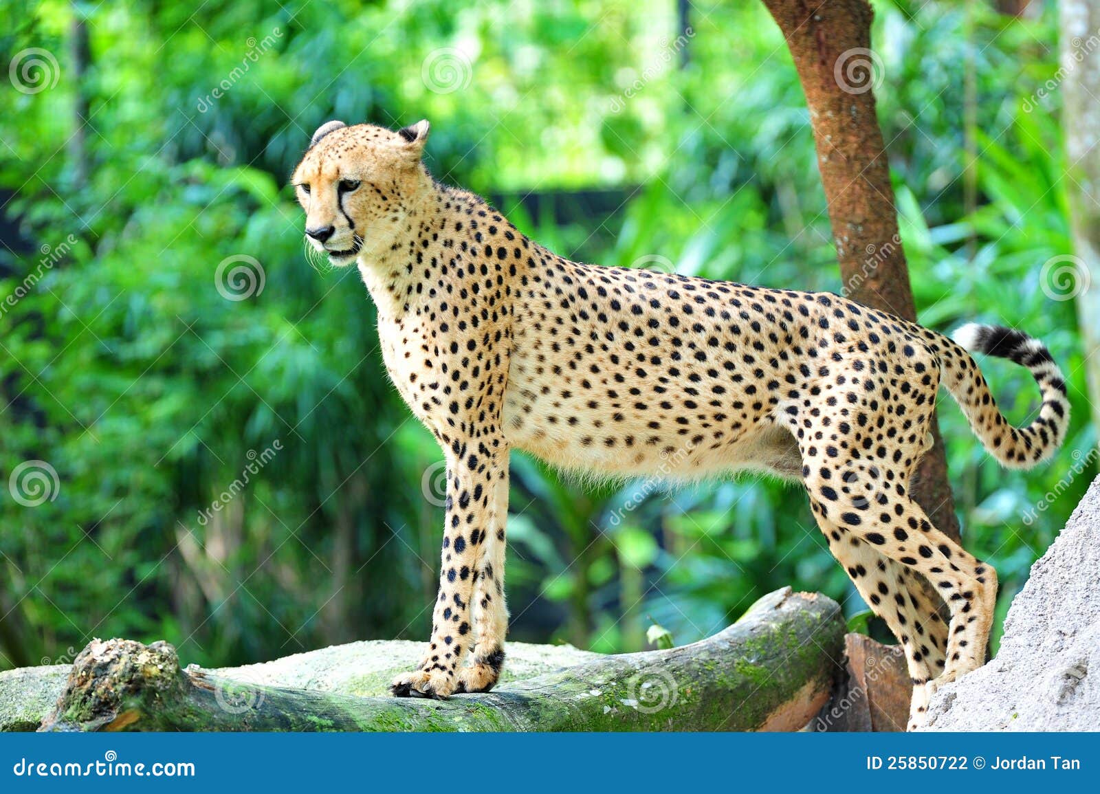 Male cheetah stock photo. Image of life, nature, fast - 25850722