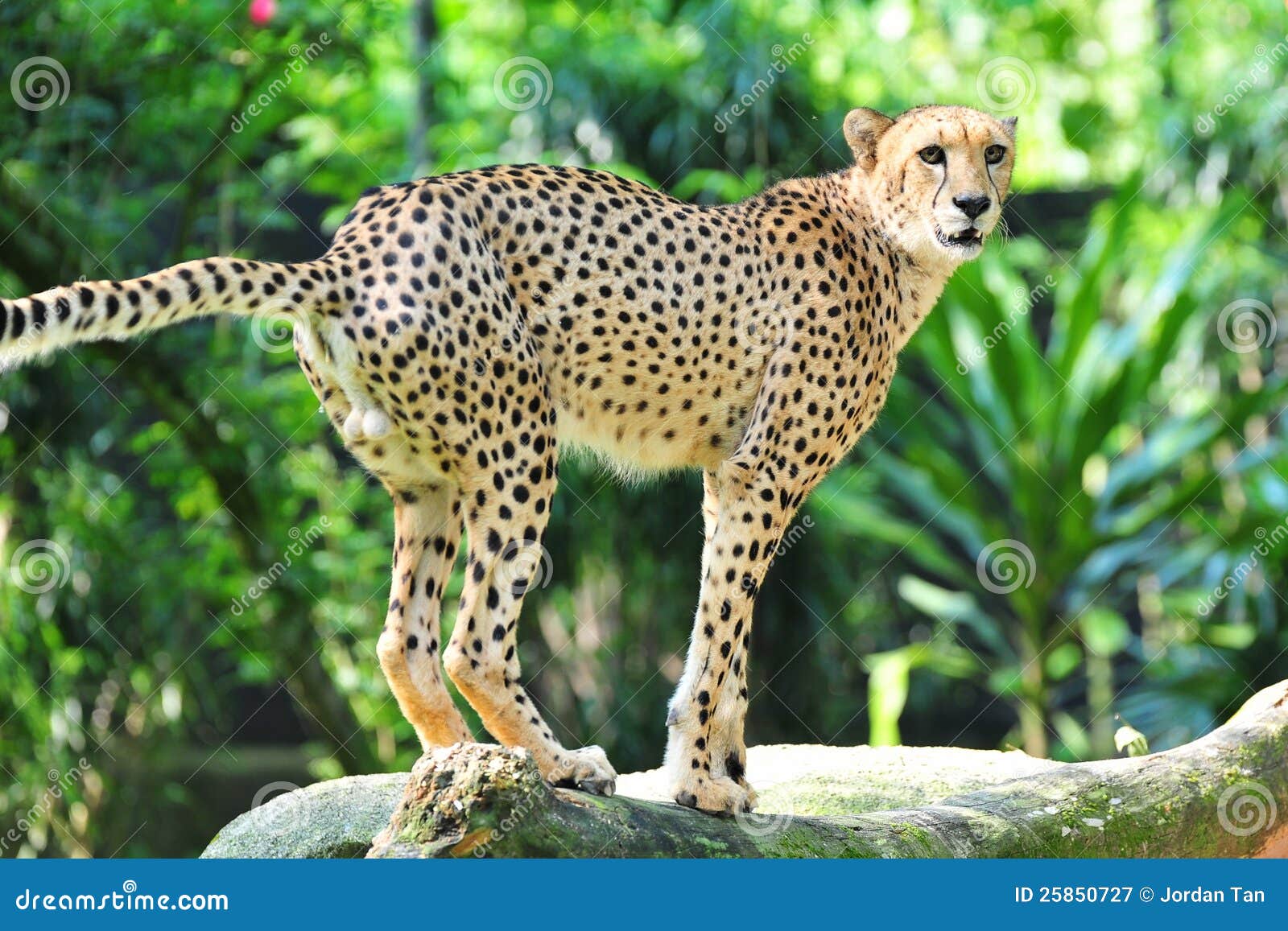 Male cheetah stock image. Image of animal, grass, carnivore - 25850727