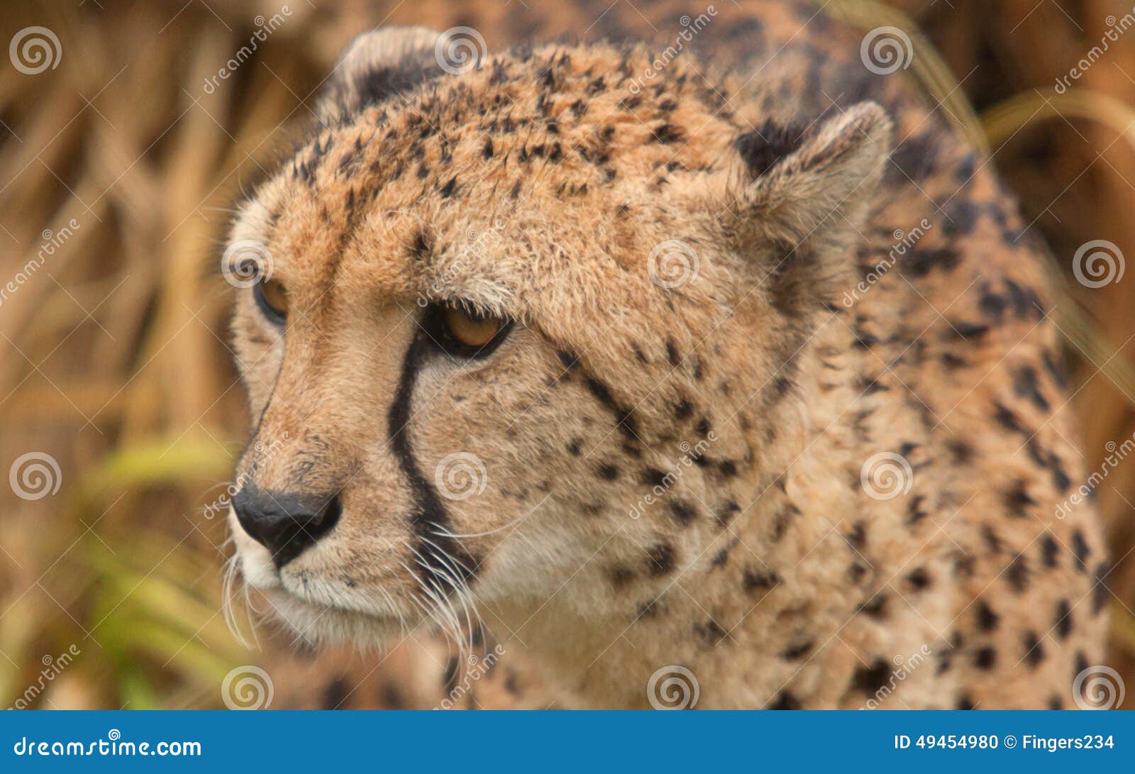 Male cheetah stock photo. Image of predatory, feline - 49454980