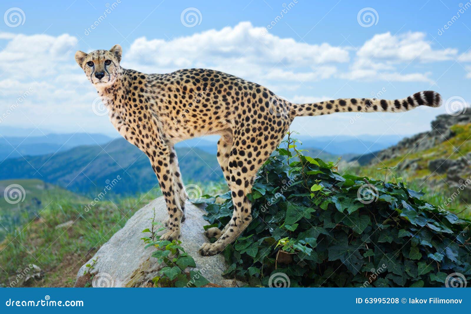 Male cheetah stock photo. Image of landscape, wildlife - 63995208