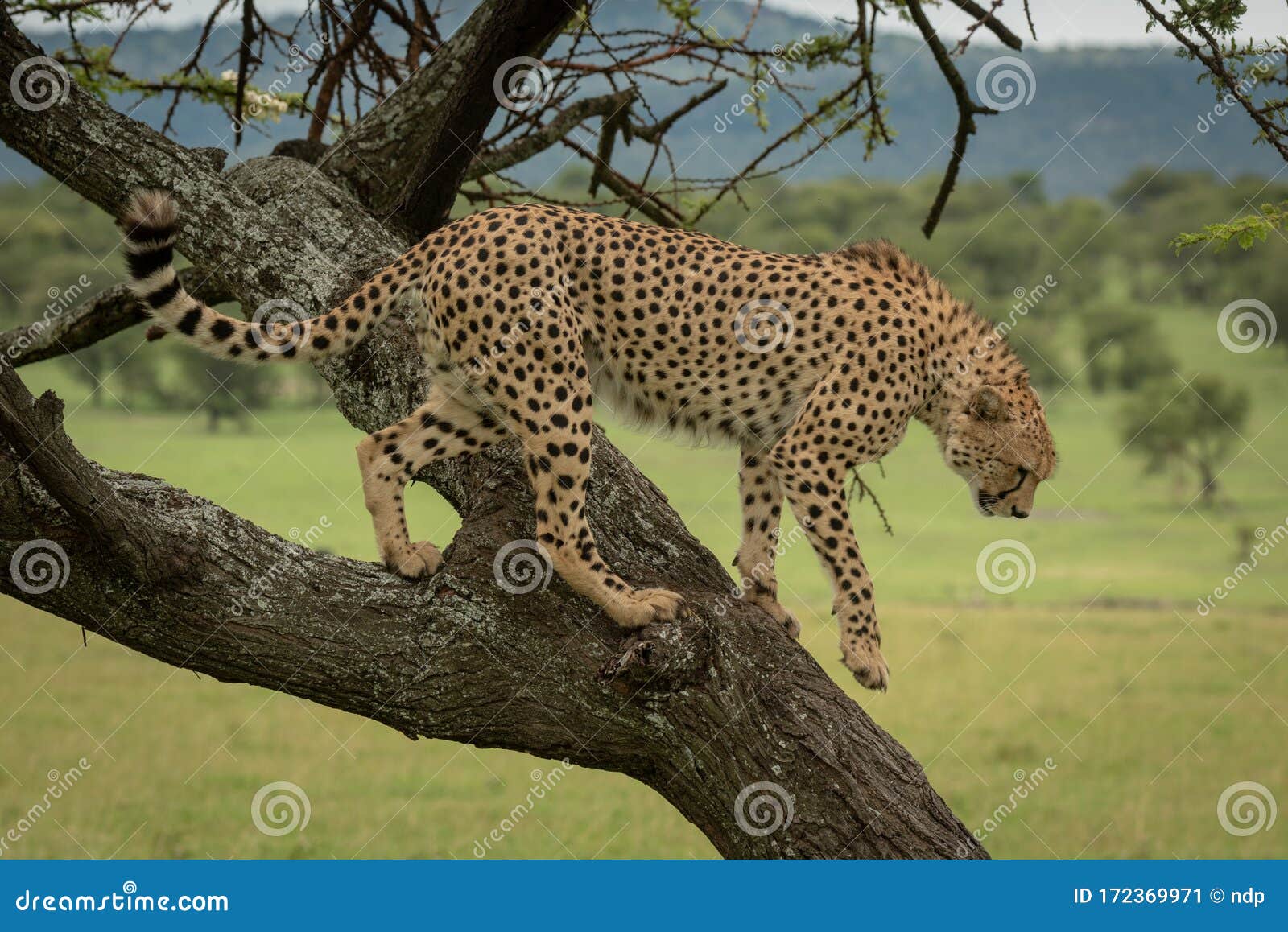 Male Cheetah Prepares To Climb Down Tree Stock Image - Image of africa ...
