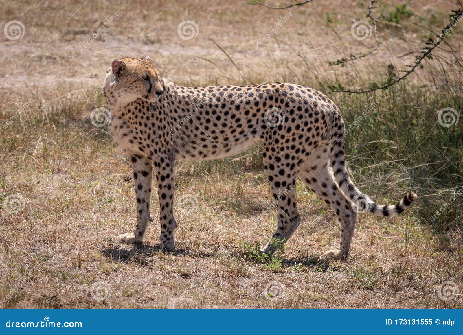 Male Cheetah Stands by Bush Looking Back Stock Image - Image of family ...