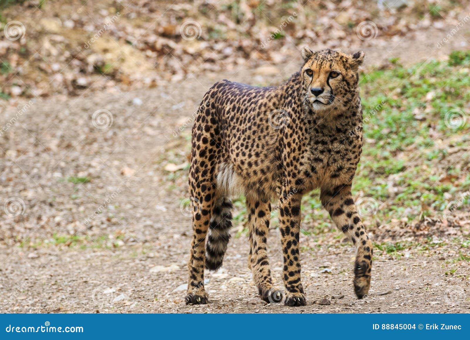 Male cheetah walking stock photo. Image of carnivore - 88845004