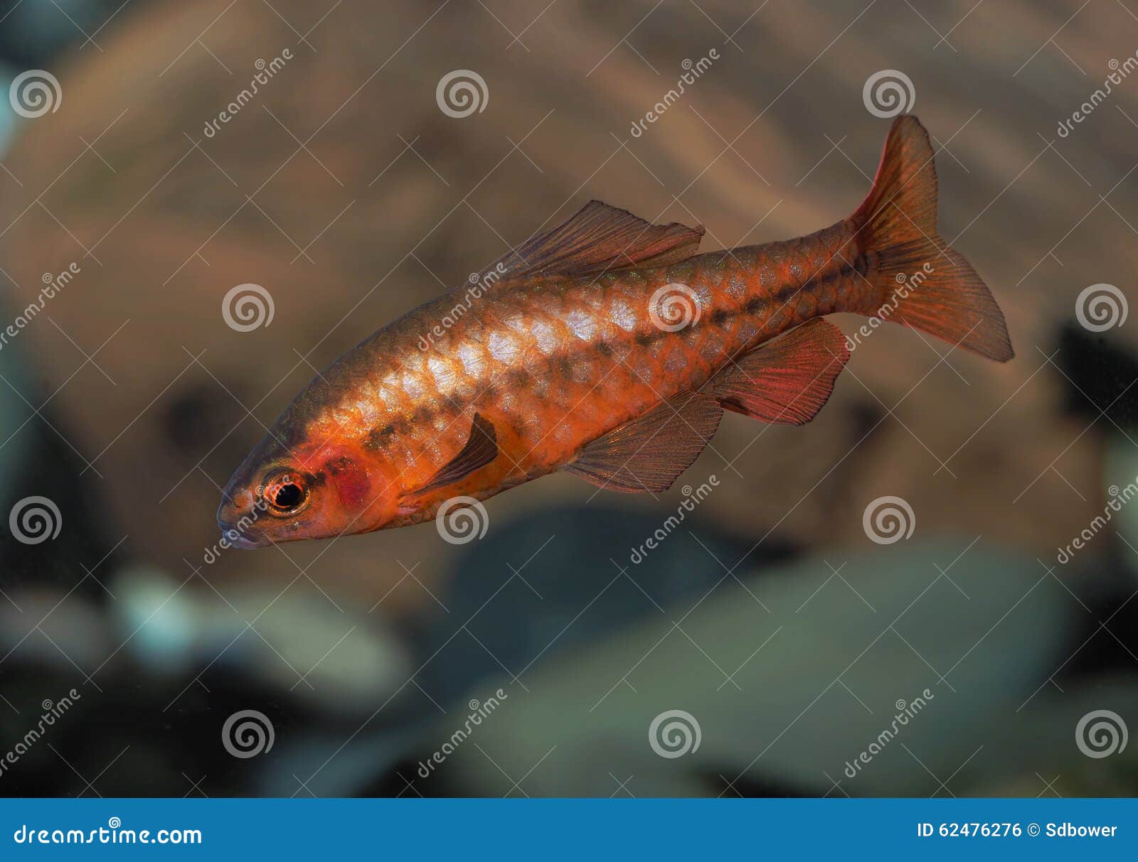 Male Cherry Barb in an Aquarium Stock Photo - Image of water, fish ...