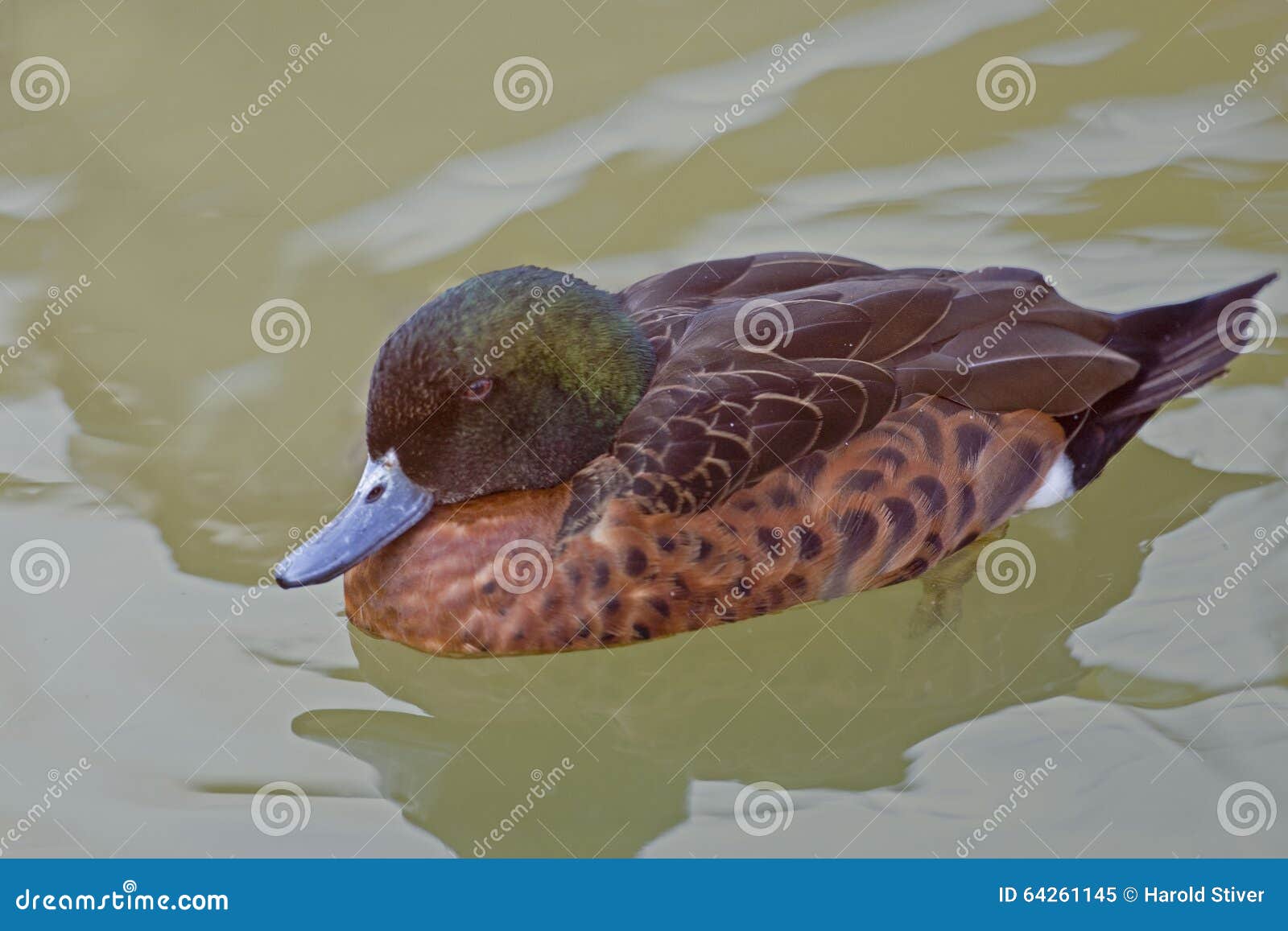 Male Chestnut Teal, Anas Castanea Stock Image - Image of beak, gray ...