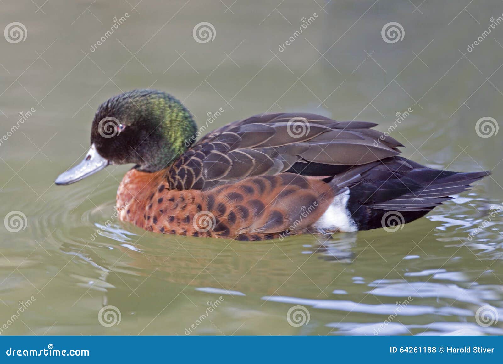 Male Chestnut Teal Anas Castanea Swimming Stock Photos - Free & Royalty ...