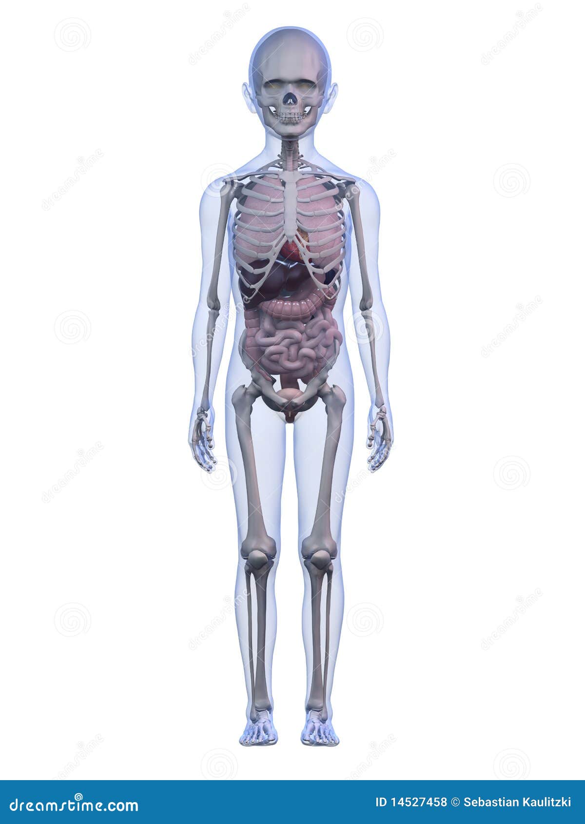 Male child anatomy stock illustration. Illustration of anatomy - 14527458