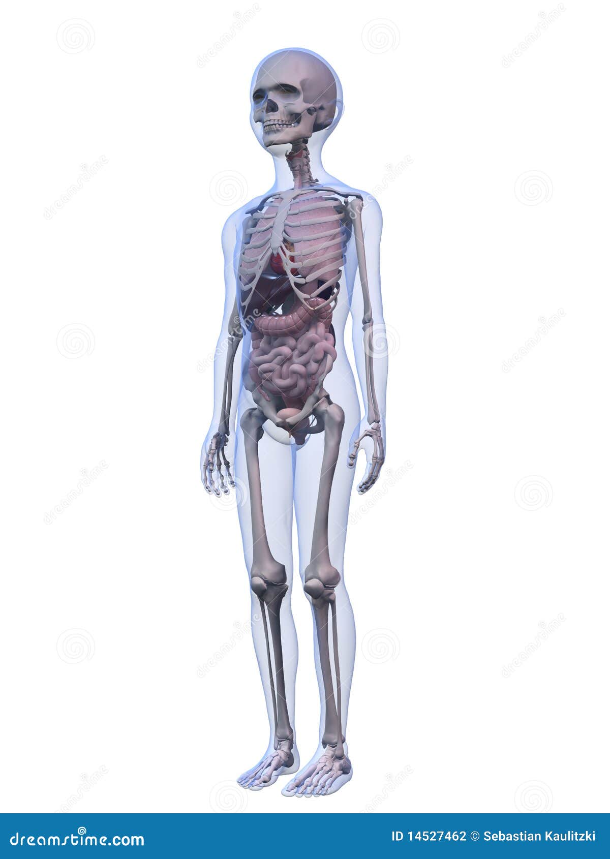 Male child anatomy stock illustration. Illustration of liver - 14527462