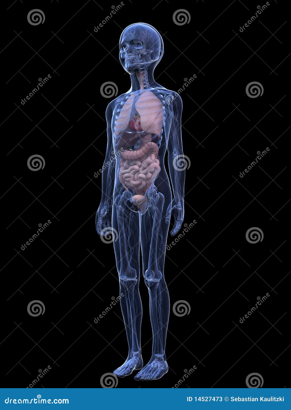 Child Anatomy -. Boy Royalty-Free Illustration | CartoonDealer.com ...