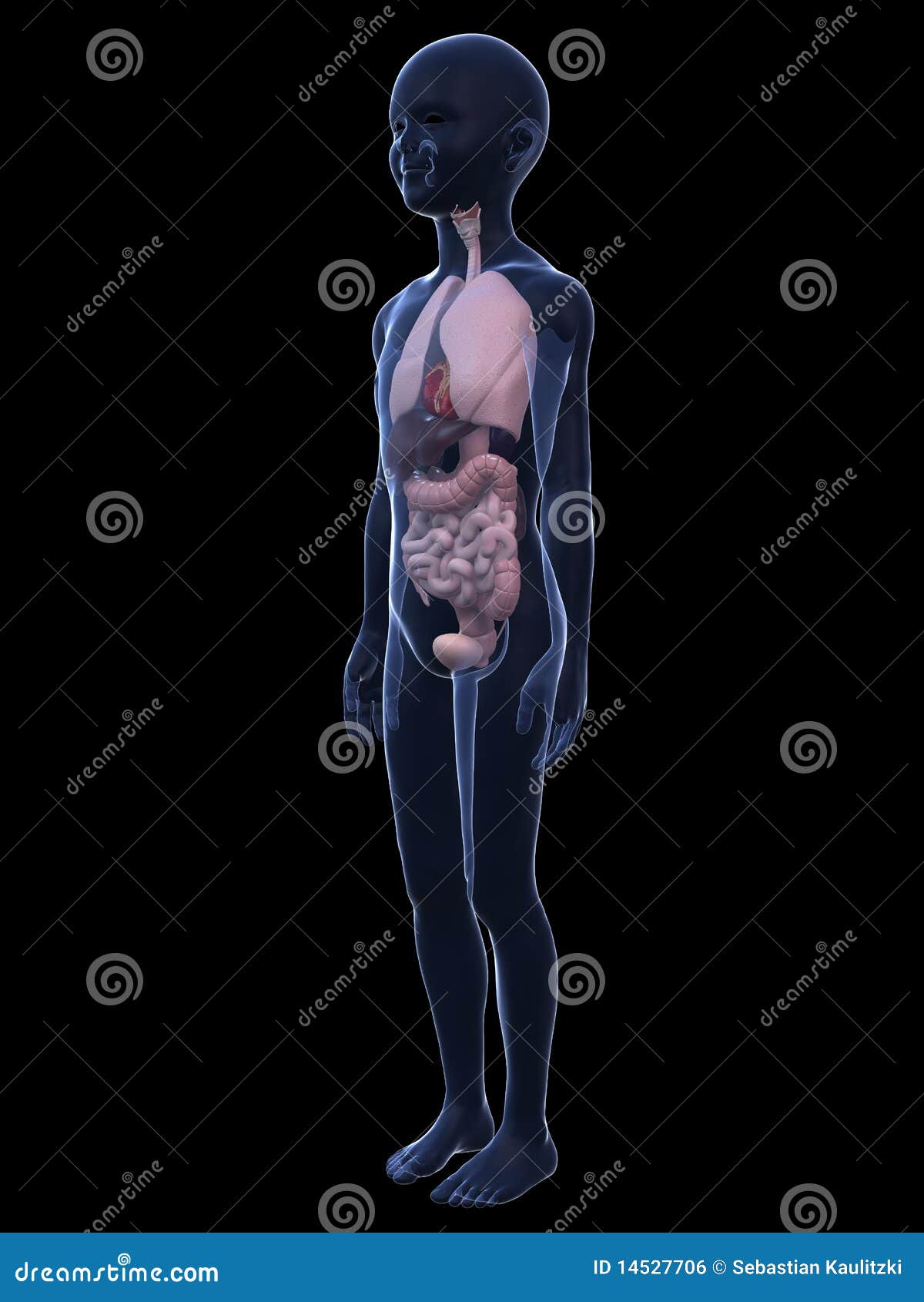 Child Anatomy -. Boy Royalty-Free Illustration | CartoonDealer.com ...