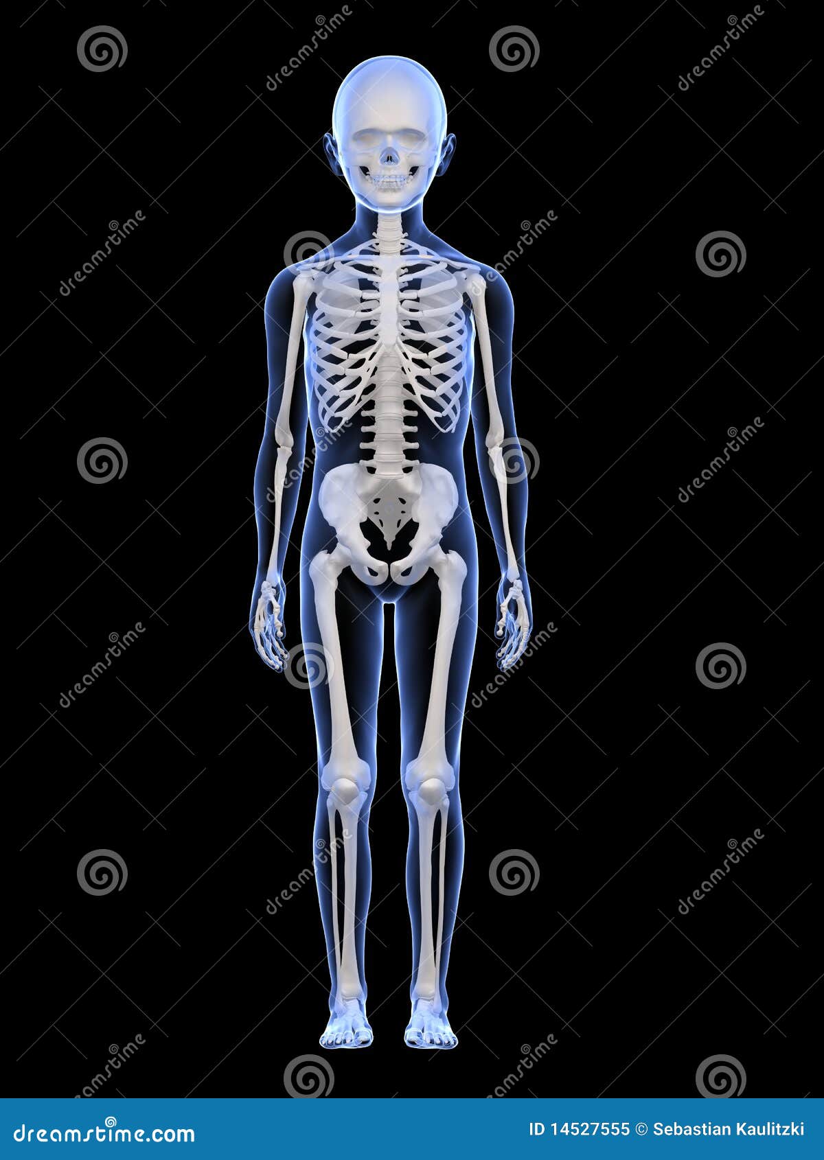Male Child Anatomy - Skeletal Stock Illustration - Illustration of ...