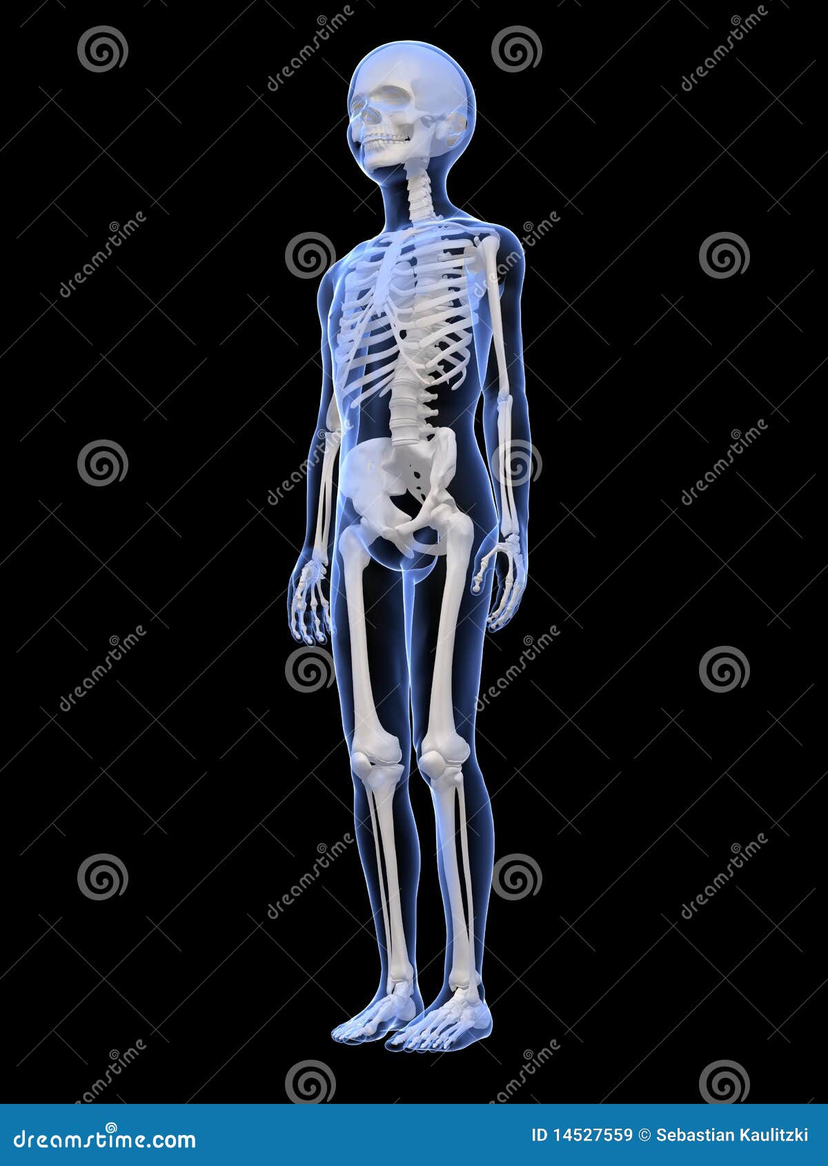 Male Child Anatomy - Skeletal Stock Illustration - Illustration of ...