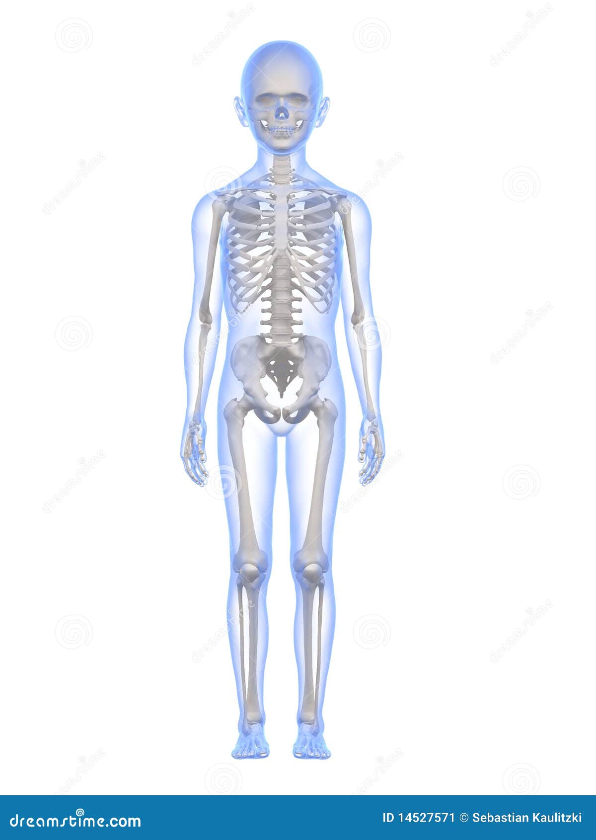 Male Child Anatomy - Skeletal Stock Illustration - Illustration of ...