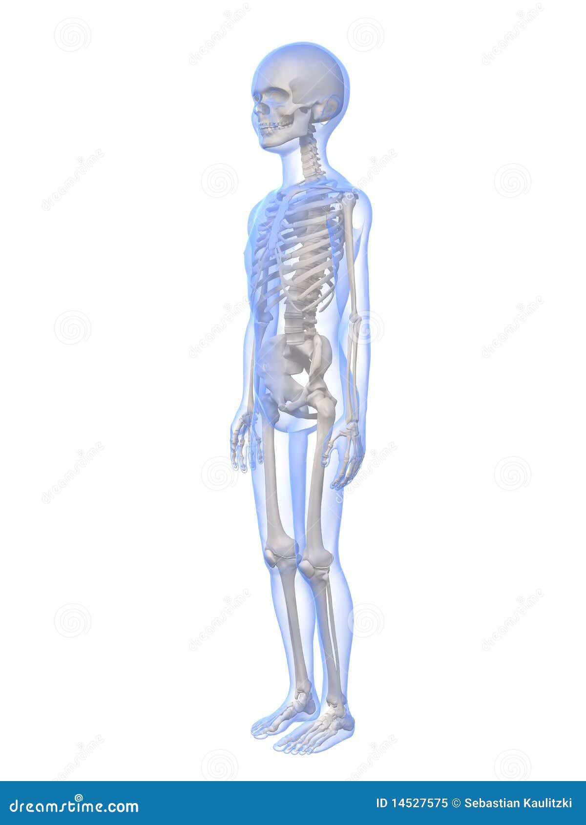 Male Child Anatomy - Skeletal Stock Illustration - Illustration of ...