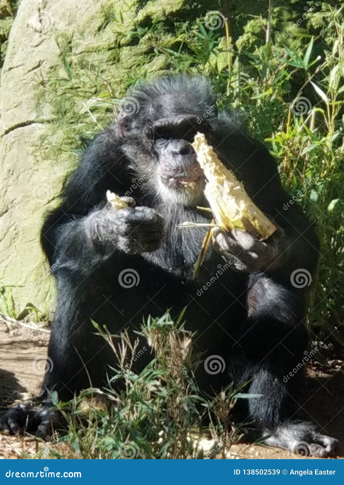 Male Chimp Eating stock image. Image of eating, chimpanzee - 138502539