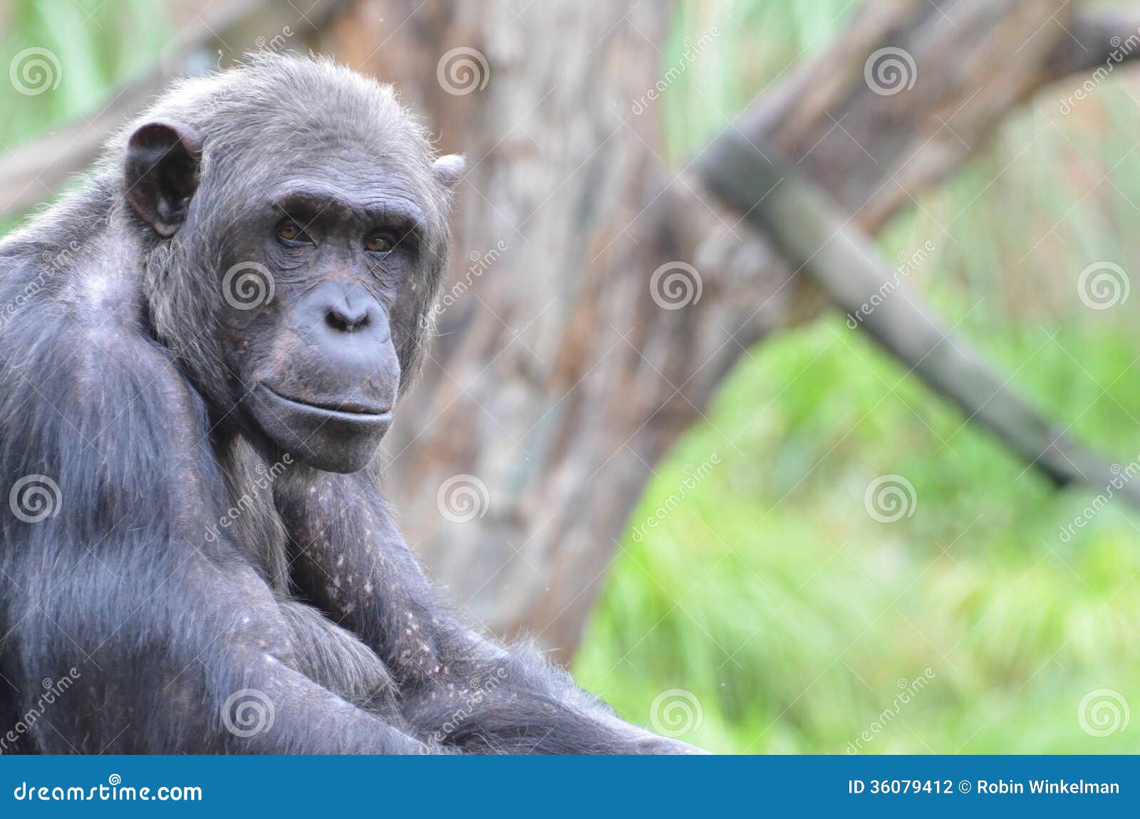 Male chimp portrait stock photo. Image of chest, resting - 36079412