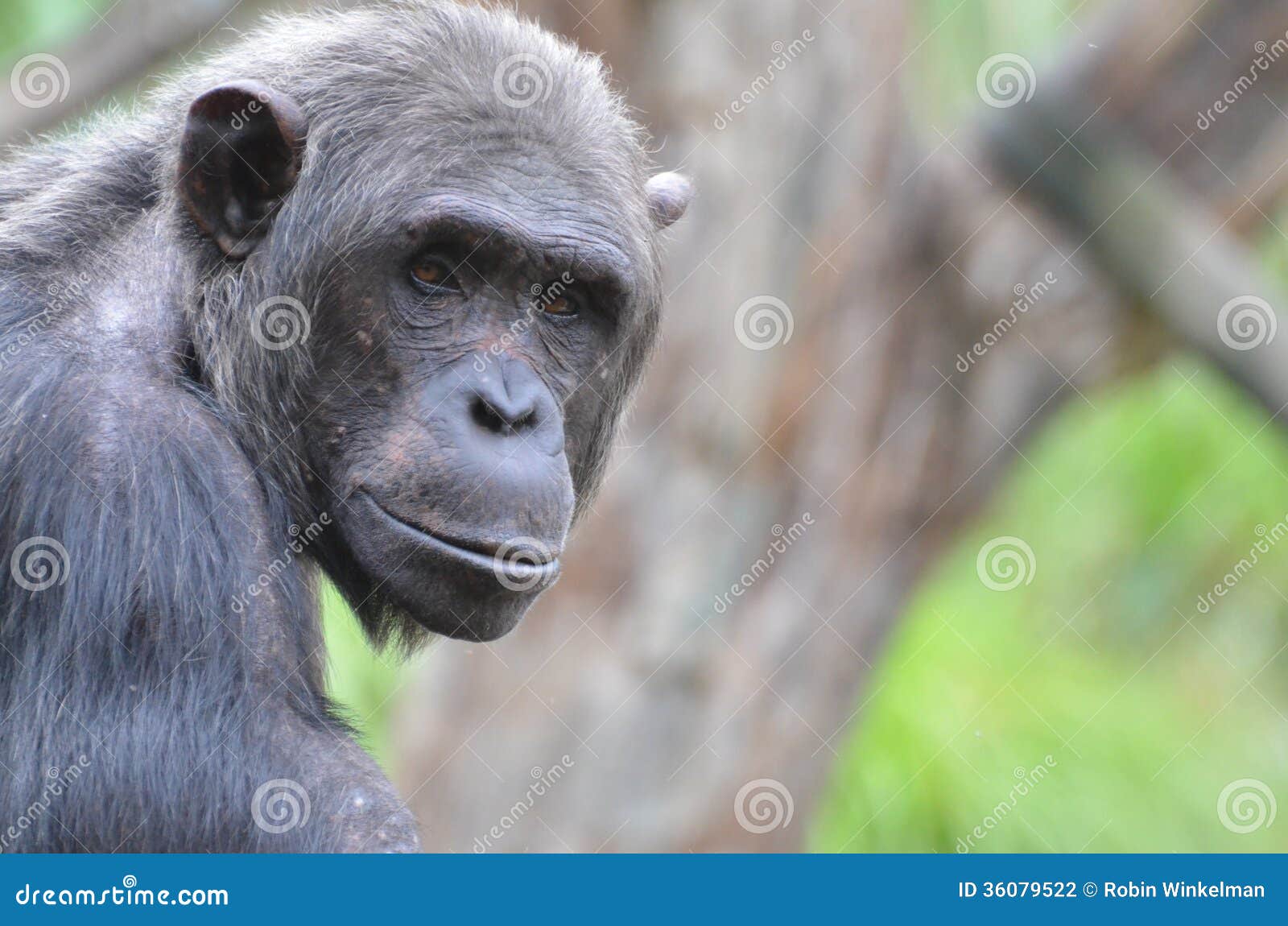 Male chimp portrait 2 stock photo. Image of gaze, sitting - 36079522