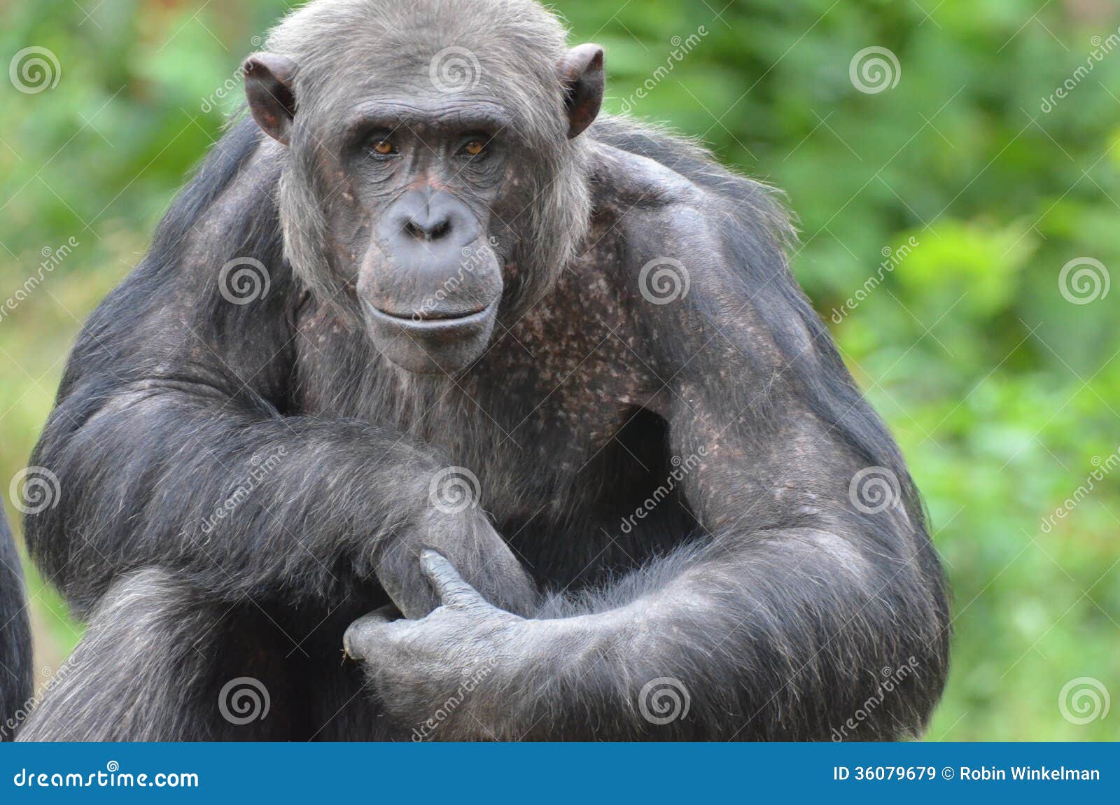 Male chimp portrait stock image. Image of rest, sitting - 36079679