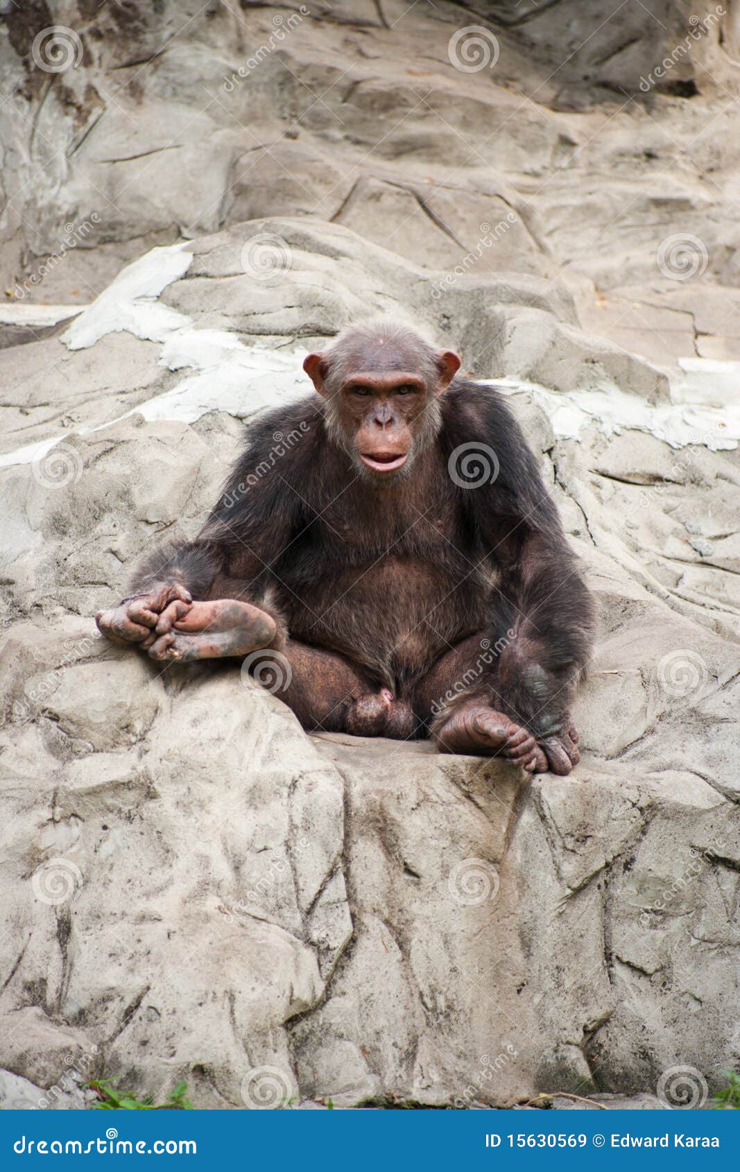 Male Chimpanzee Royalty Free Stock Images - Image: 15630569