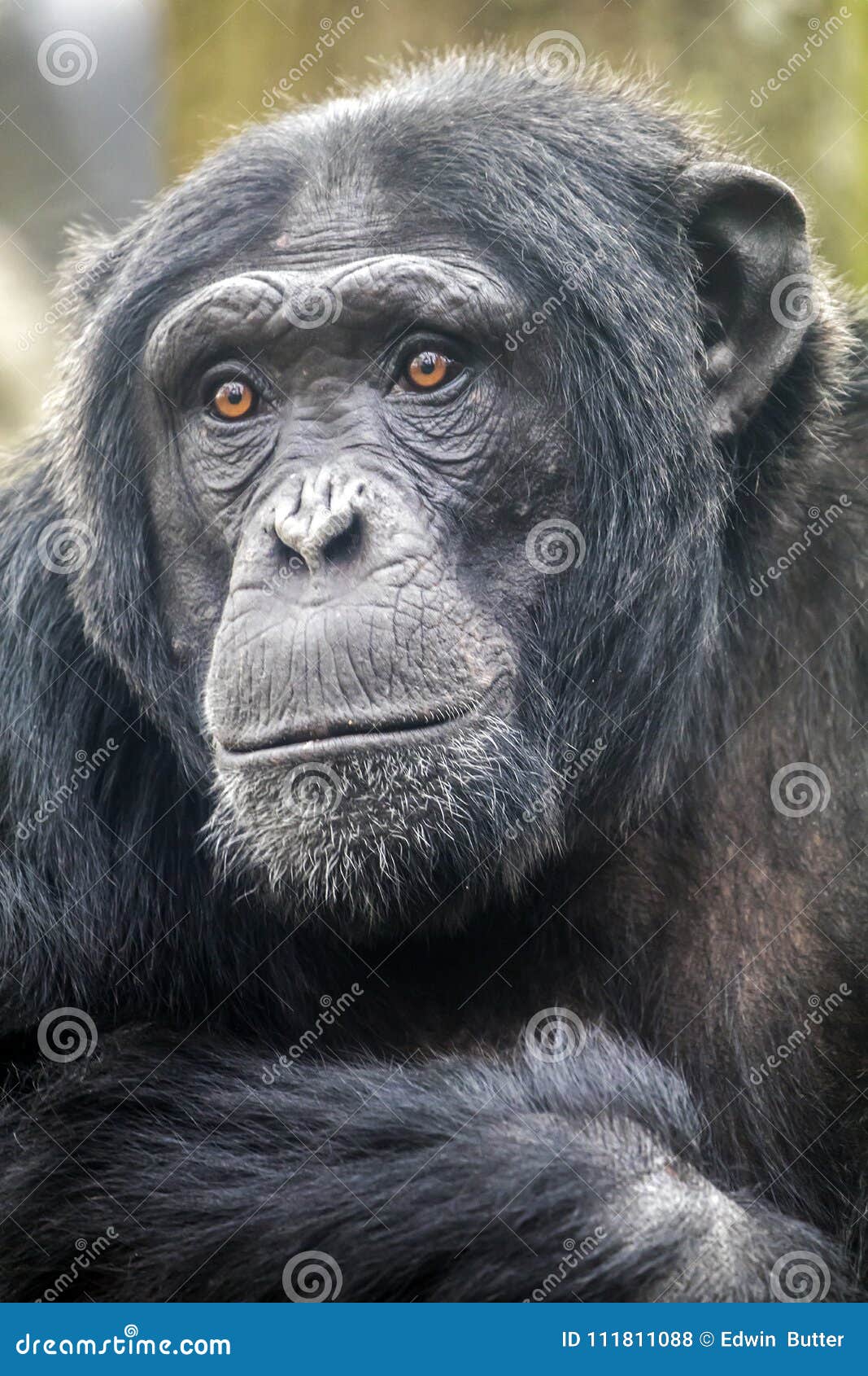 Chimpanzee stock photo. Image of jungle, animal, tropical - 111811088