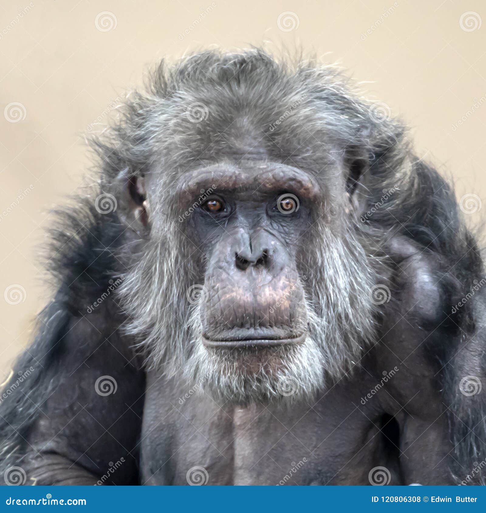Male chimpanzee leader stock photo. Image of white, animal - 120806308