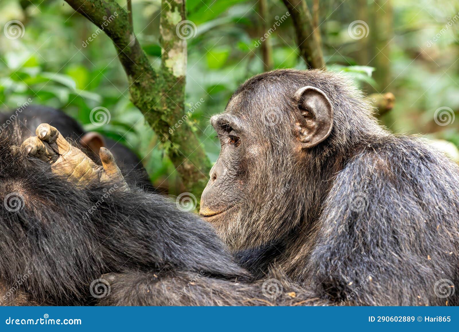 Male Chimps@Kibale stock image. Image of enticing, chimpanzee - 290602889