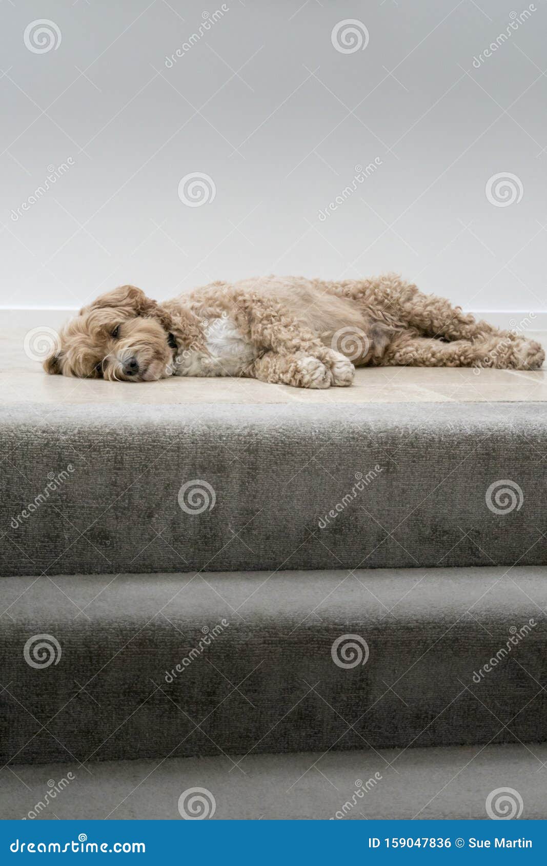 A Relaxing Cockapoo Dog stock photo. Image of adorable - 159047836
