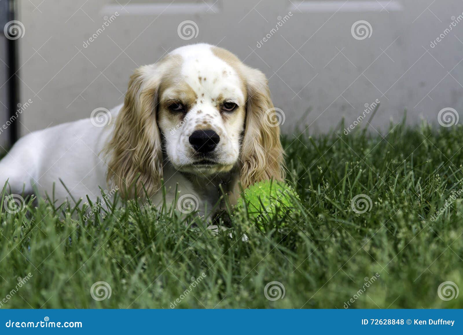 Male Cocker Spaniel puppy stock photo. Image of summer - 72628848