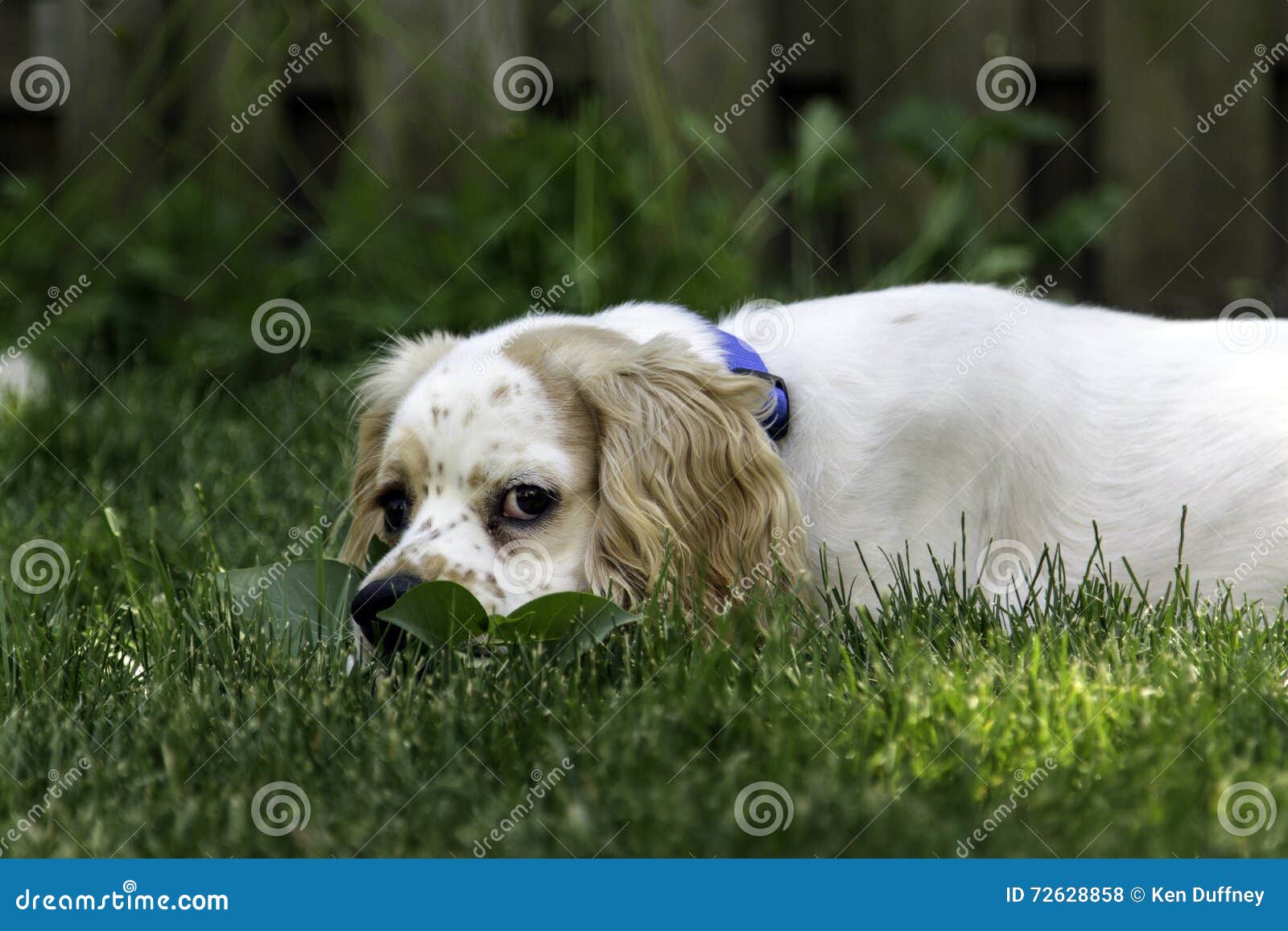 Male Cocker Spaniel puppy stock photo. Image of male - 72628858