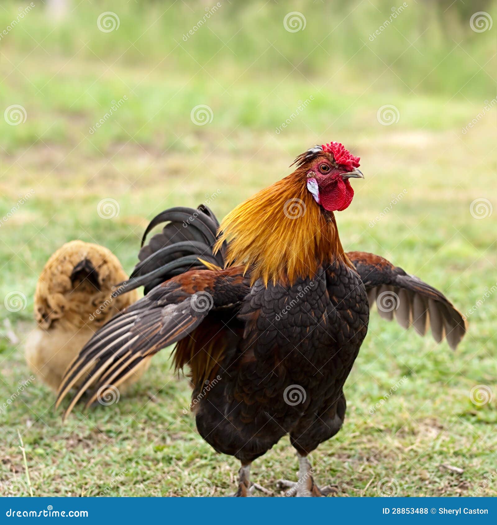 Male Cockerel Rooster on Guard with Hen Stock Photo - Image of chook ...
