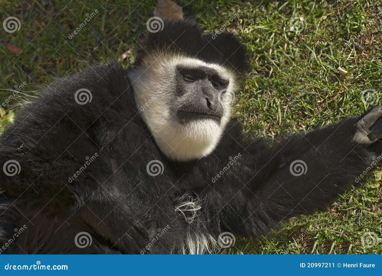 Male Colobe monkey stock image. Image of colobe, male - 20997211