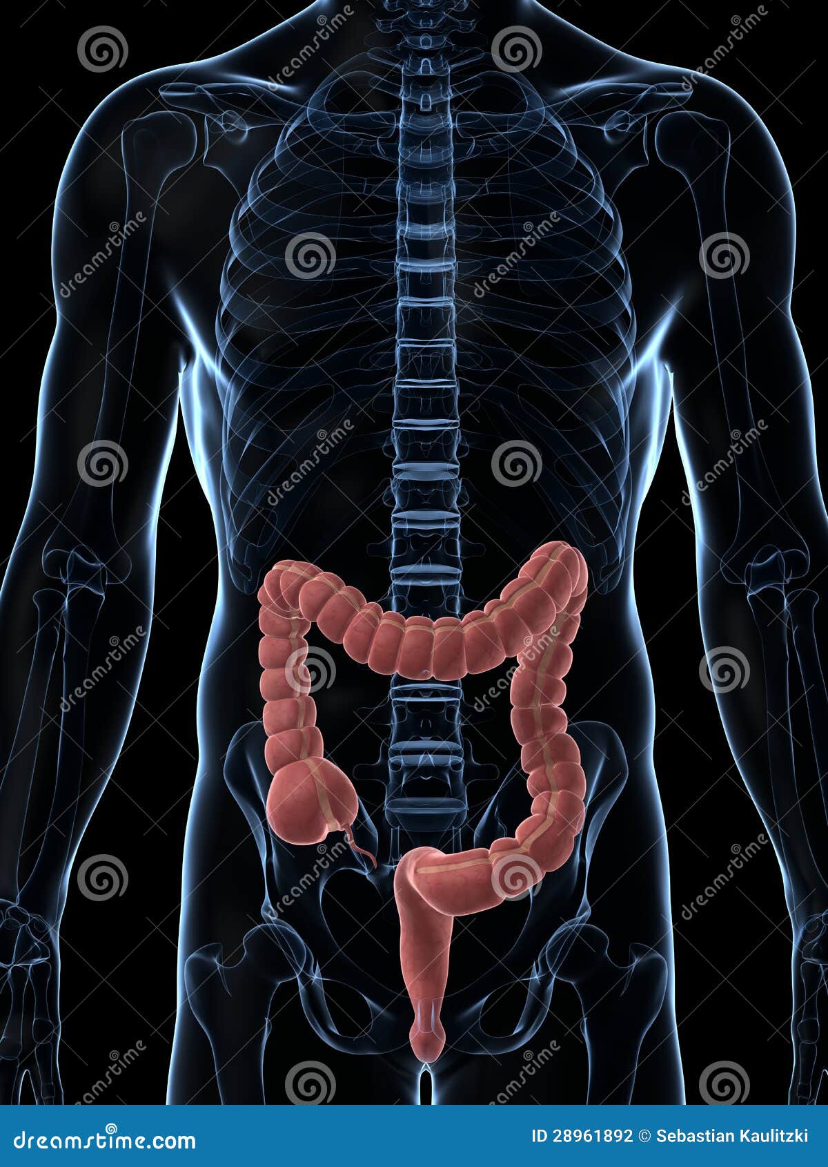 Male colon stock illustration. Illustration of black - 28961892