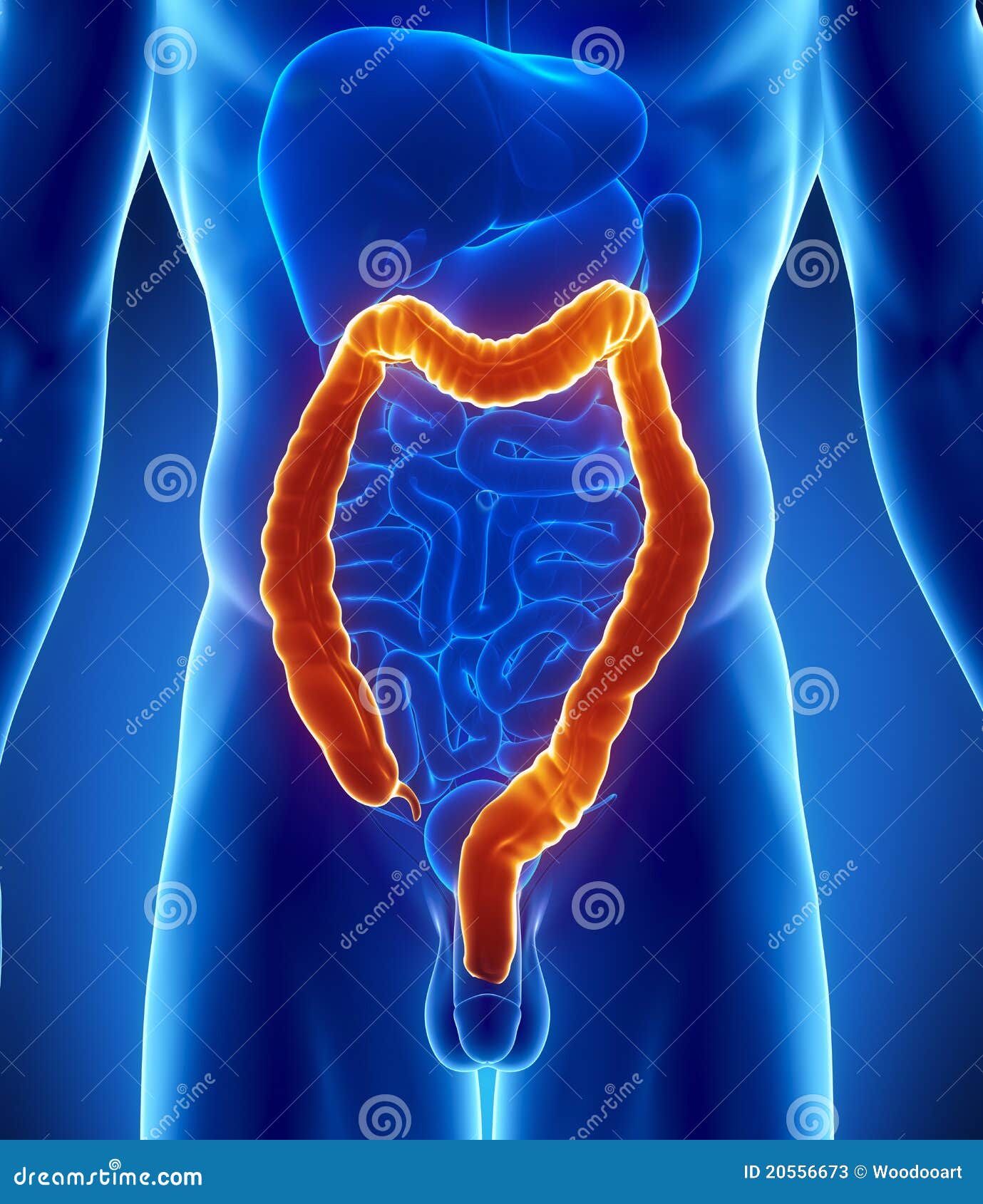 Male Colon Anatomy - Digestive System Stock Photos - Image: 20556673