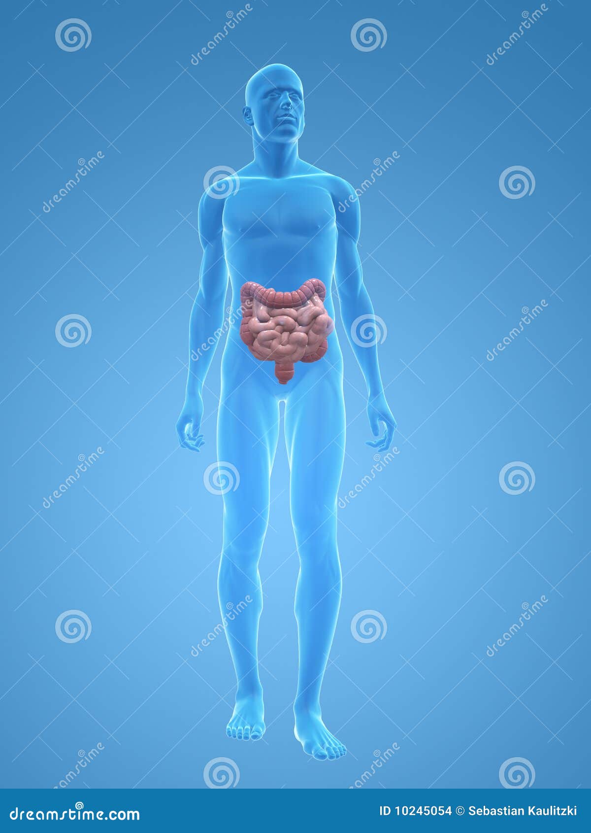 Male colon and intestines stock illustration. Illustration of body ...