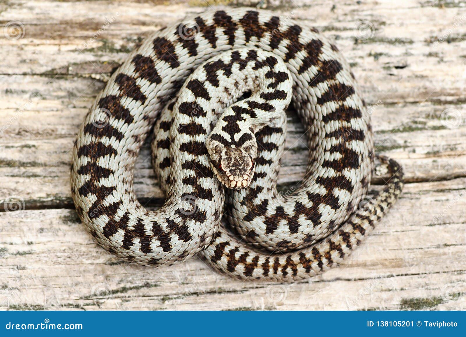 Male Common Adder Basking Abandoned on Wood Plank Stock Image - Image ...
