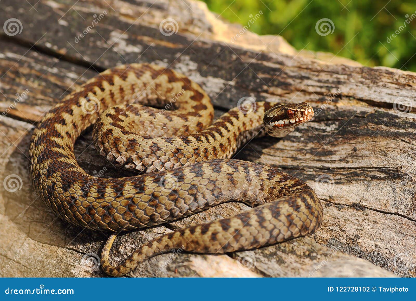 Male Common Adder Basking on Wood Stock Photo - Image of poison ...