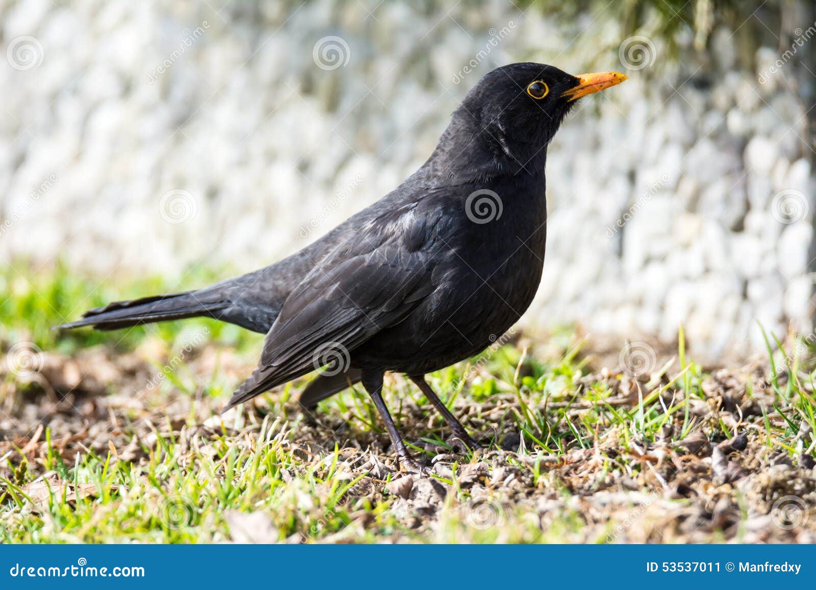 Male Common Blackbird stock image. Image of wildlife - 53537011