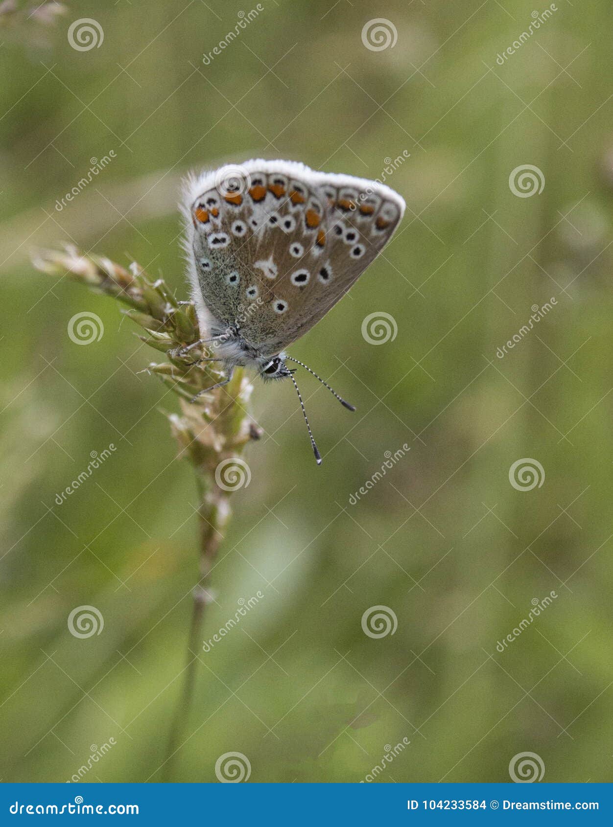 A Male Common Blue Butterfly Stock Photo - Image of insect, blue: 104233584