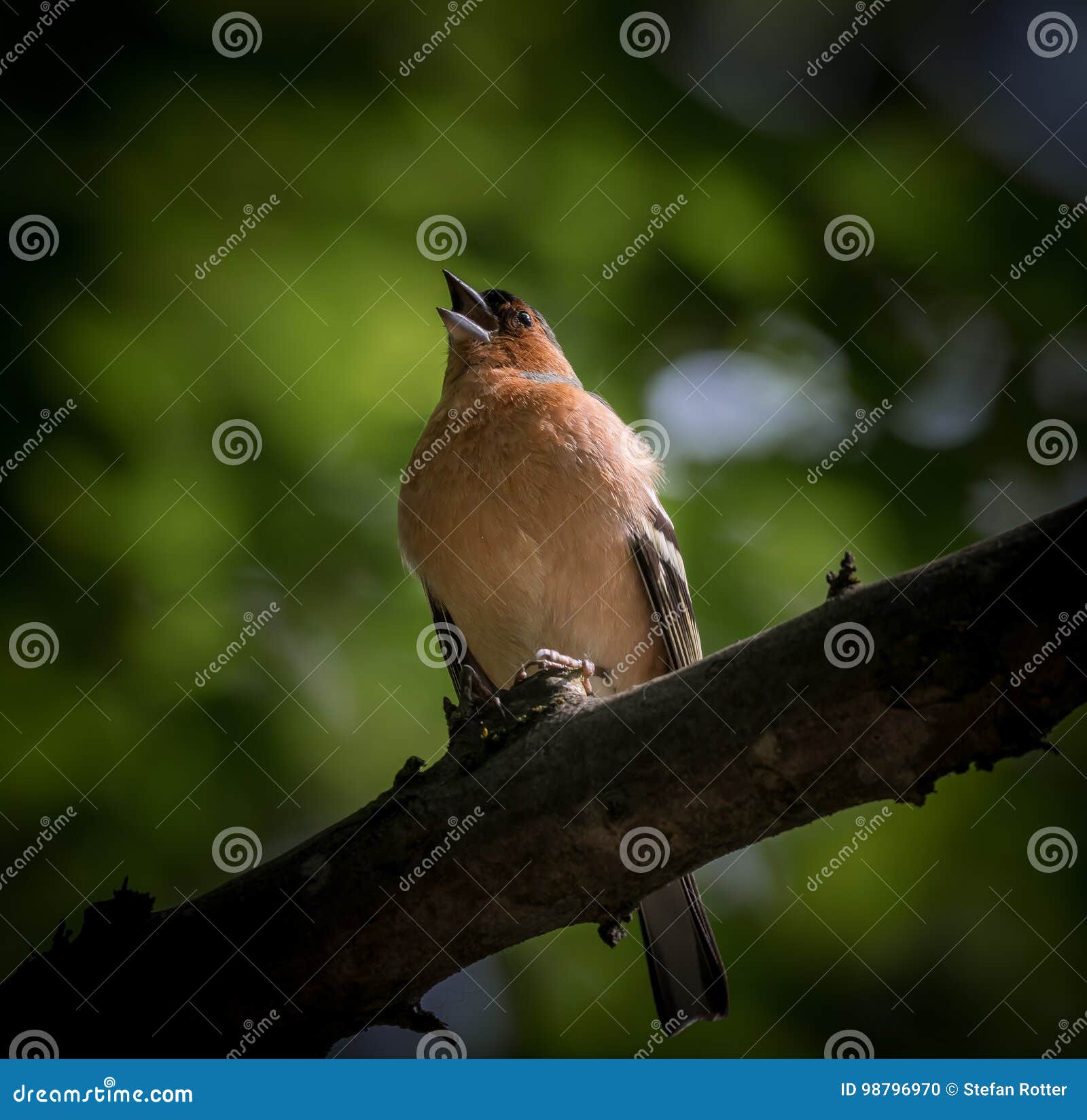 A Male Common Chiffinch Singing in a Tree Stock Photo - Image of scene ...