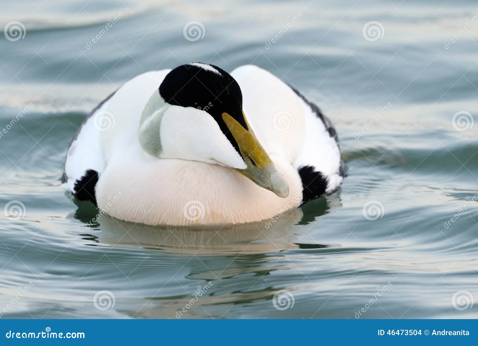 Male Common Eider stock photo. Image of aquatic, male - 46473504