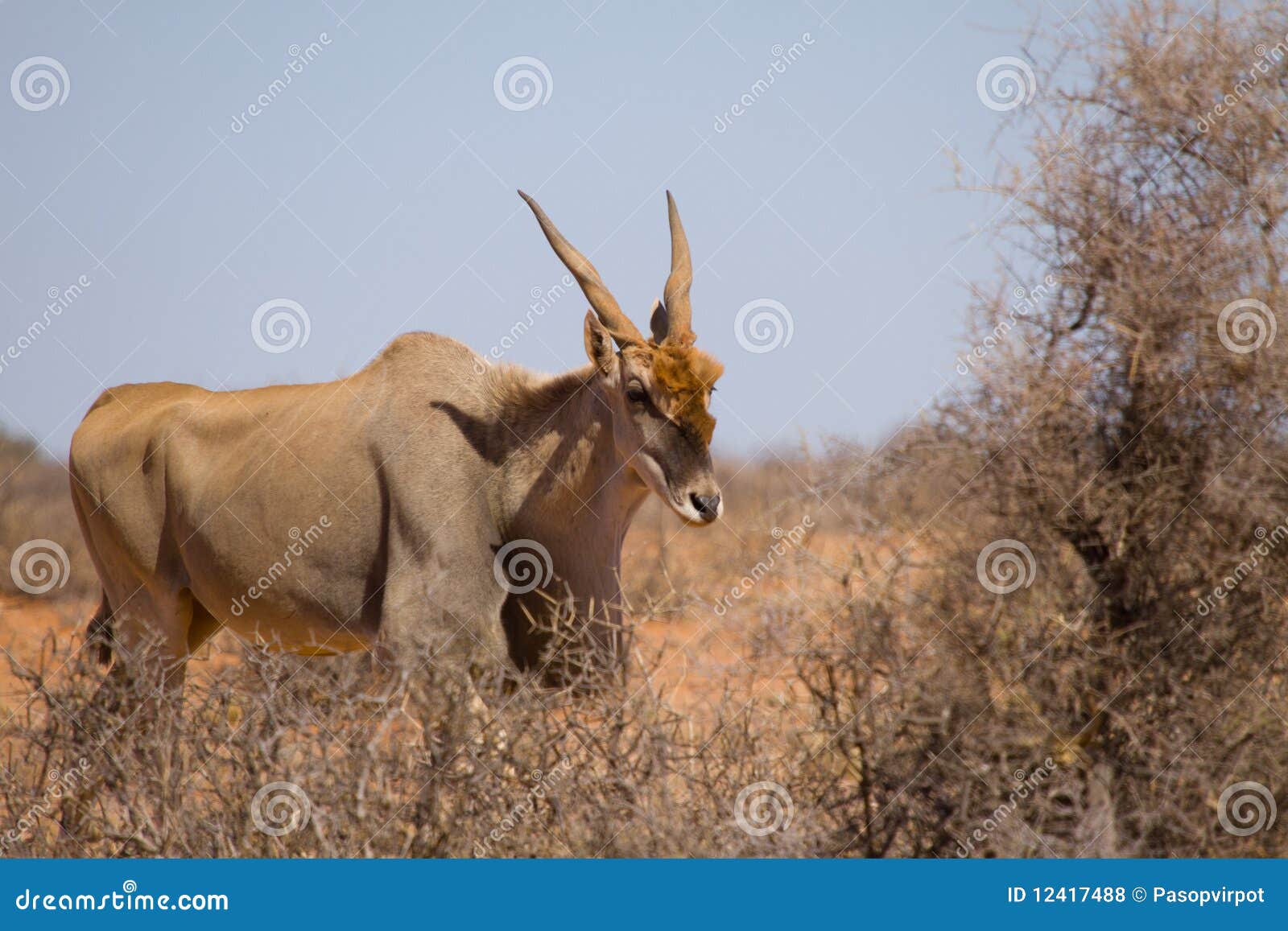 Male Common Brushtail Possum Royalty-Free Stock Photography ...