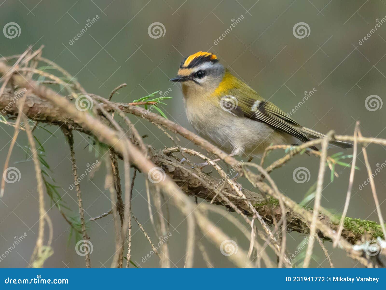 Male Common Firecrest Posing on Dry Perch in Spring Stock Photo - Image ...