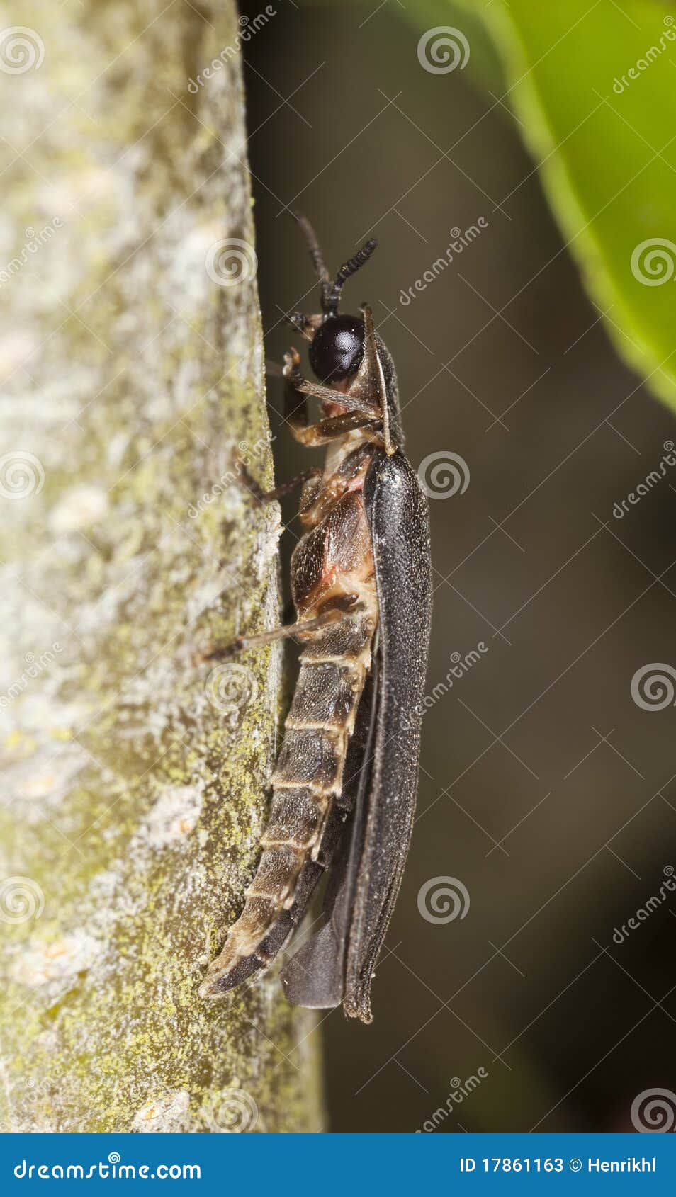 Male Common Glow-worm (Lampyris Noctiluca) Stock Image - Image of ...